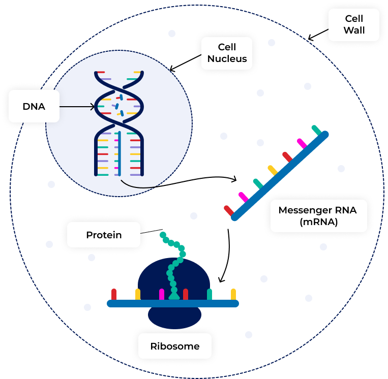 mRNA 101 | CANImmunize Knowledge Centre